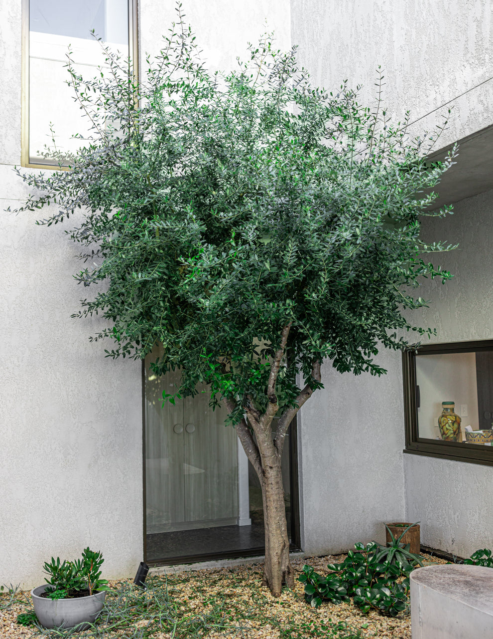 Buy Olive Trees Brisbane | Drought-Resistant Fruit Trees – Canopy Trees