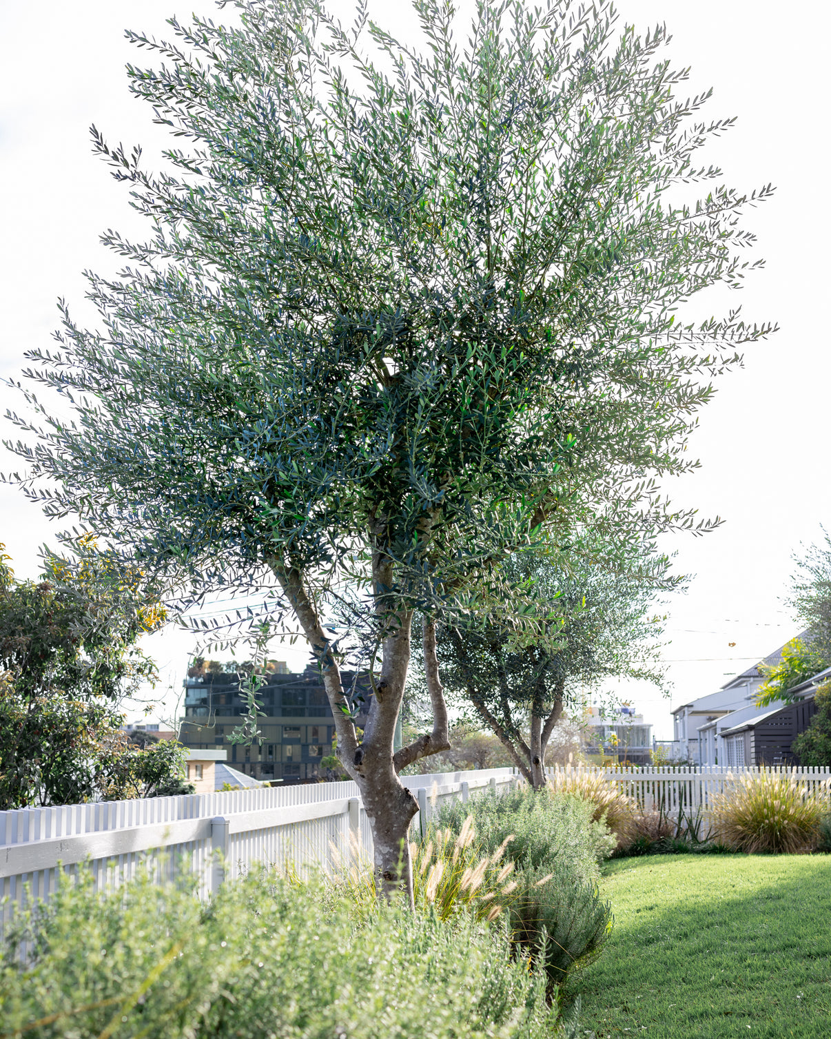 Buy Olive Trees Brisbane | Drought-Resistant Fruit Trees – Canopy Trees