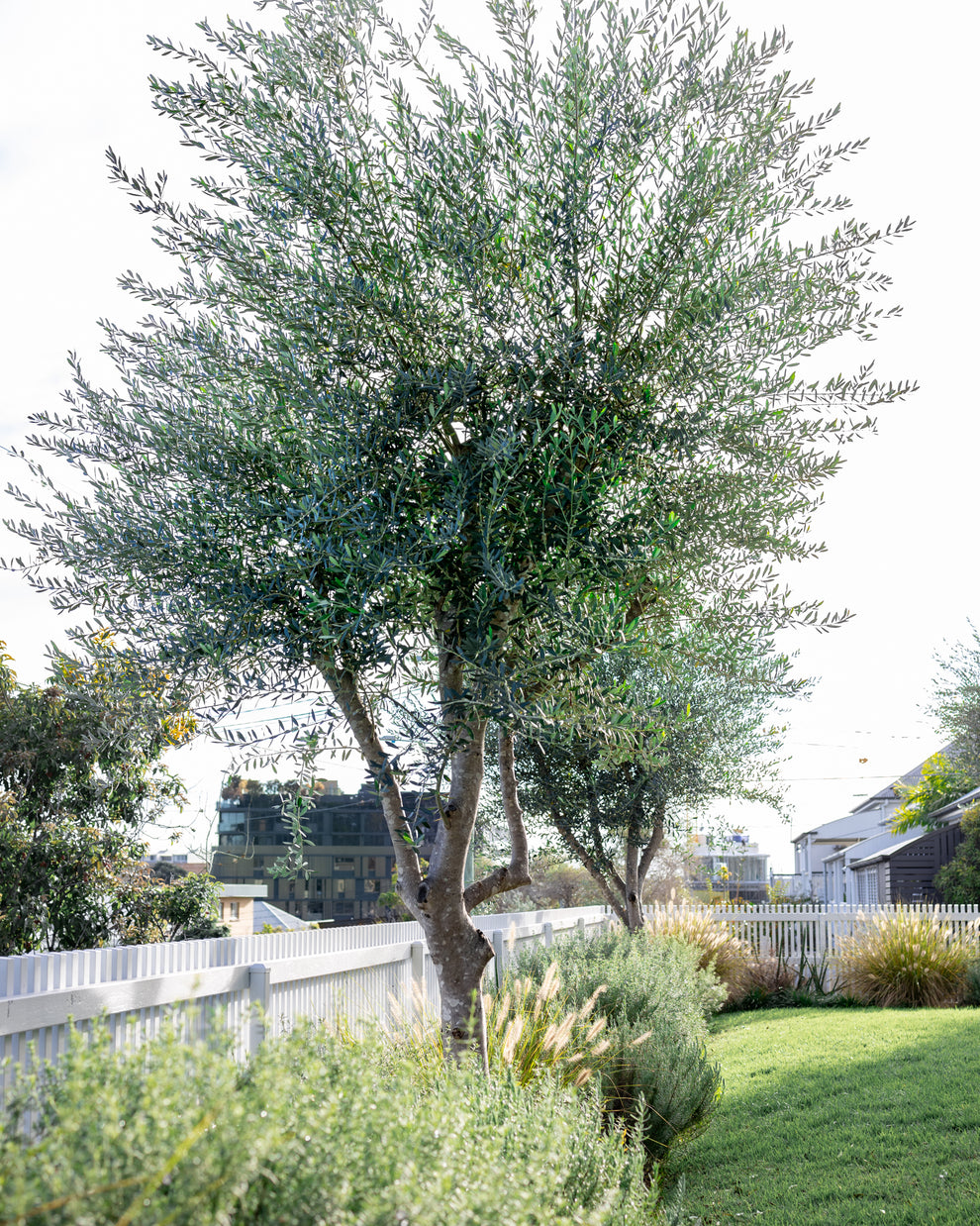 Olive Tree – Canopy Trees